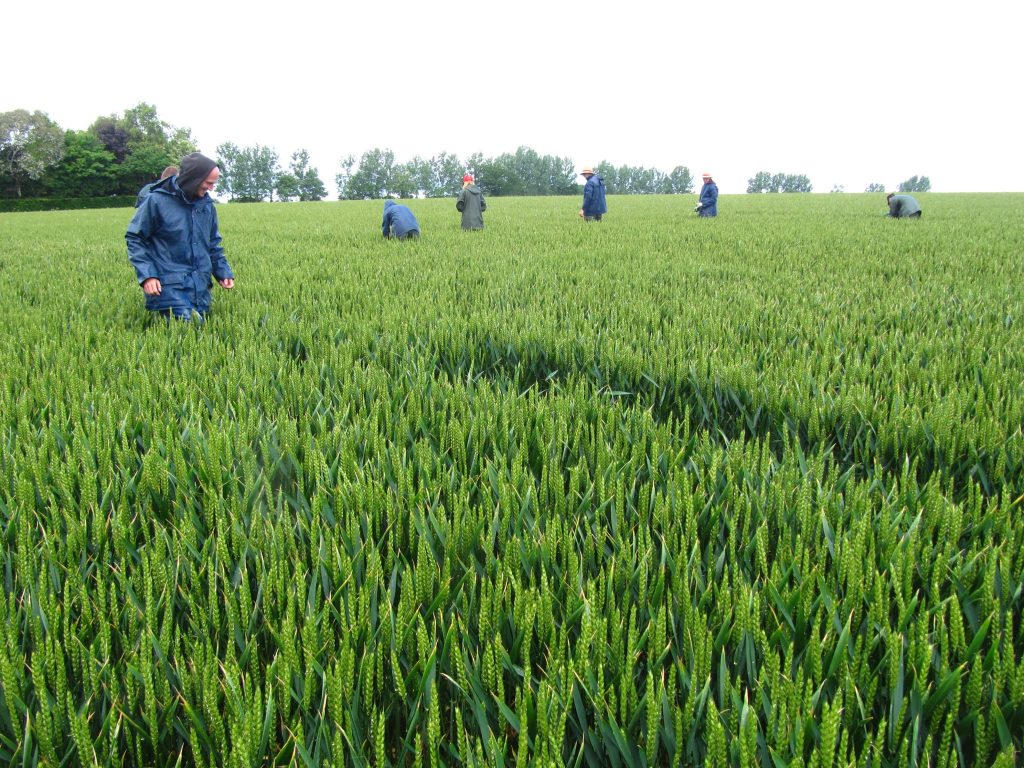 Rogueing - Van Stomp - Temporary Labour for Farm, Field and Factory