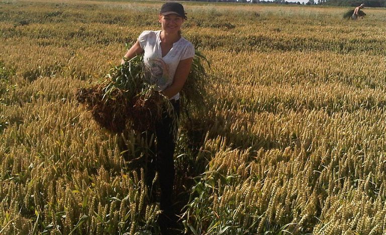 Rogueing - Van Stomp - Temporary Labour for Farm, Field and Factory